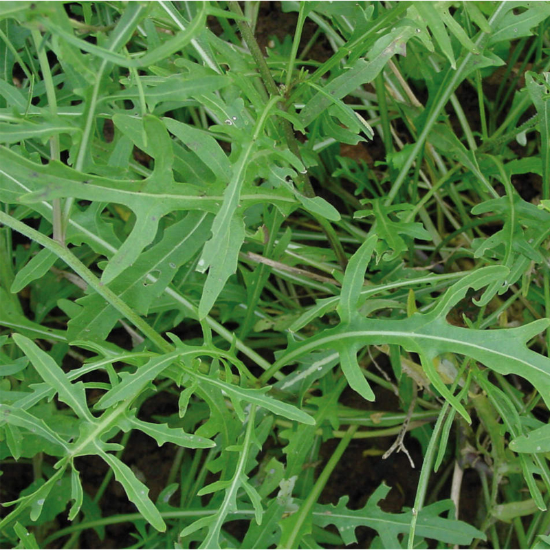 RUCOLA SELVATICA 2 gr - Arcoiris Santaplanta Grow Shop