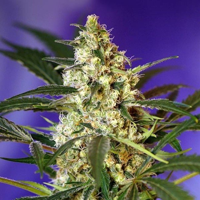AUTO FAST BUD 3 semi femm Sweet Seeds Santaplanta Grow Shop
