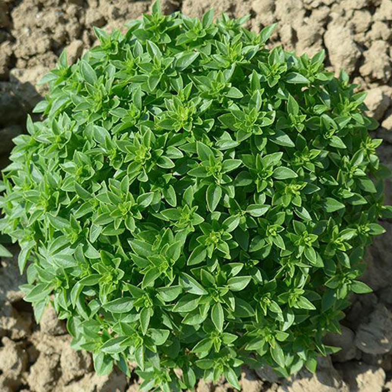 BASILICO GRECO A PALLA BIO 2 gr - Arcoiris Santaplanta Grow Shop