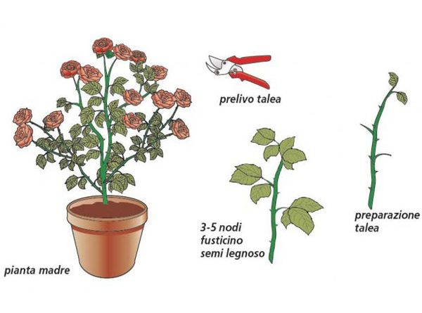 TALEA O SEME? CARATTERISTICHE E DIFFERENZE Santaplanta Grow Shop