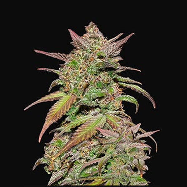 SMOOTHIE AUTO 1 seme femm FastBud Santaplanta Grow Shop